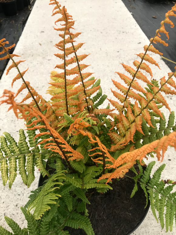 Jurassic Gold Wood Fern | Plant Addicts