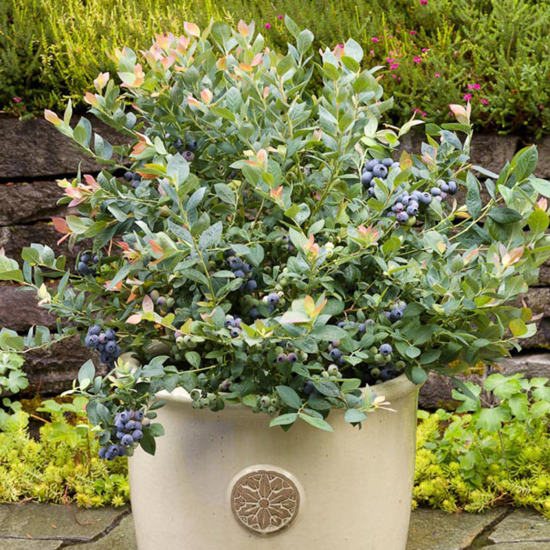 Proud Berry® Coral Berry | Plant Addicts