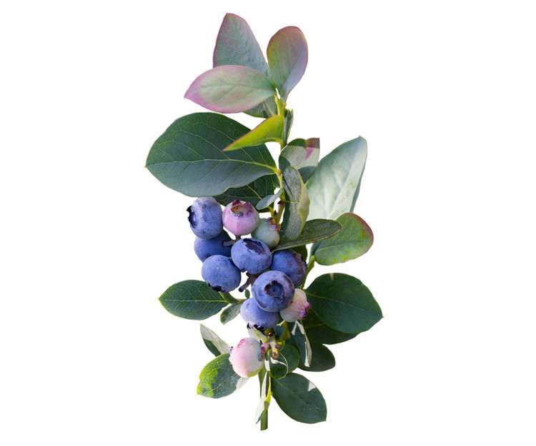 Silver Dollar® Blueberry | Plant Addicts