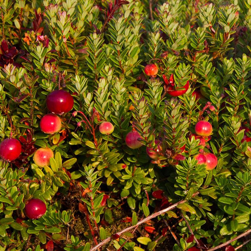 cranberry bush