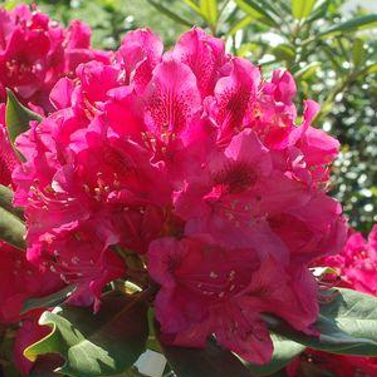 PJM Elite Rhododendron | Plant Addicts