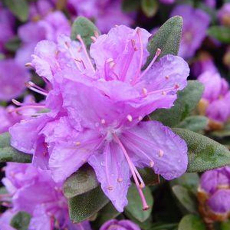 Blue Baron Rhododendron | Plant Addicts