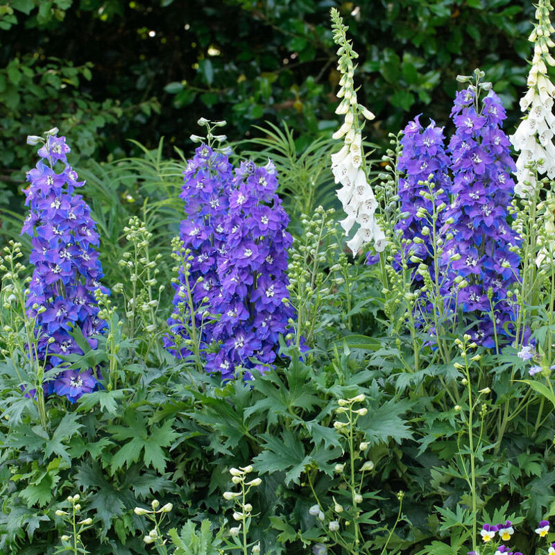 Summer Nights Dwarf Delphinium | Plant Addicts