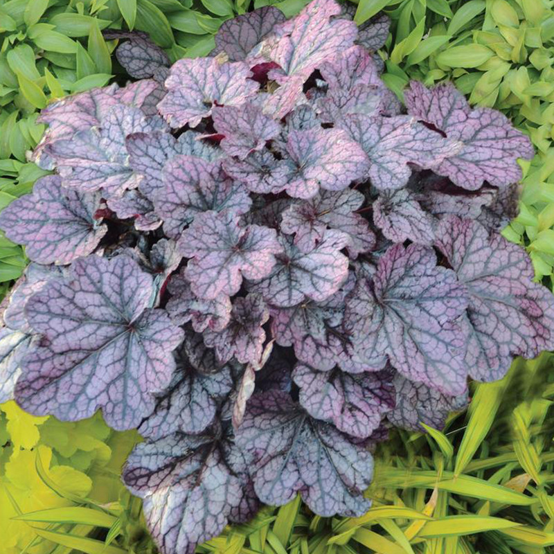 Bells of Fire Tecoma - Esperanza | PlantAddicts.com