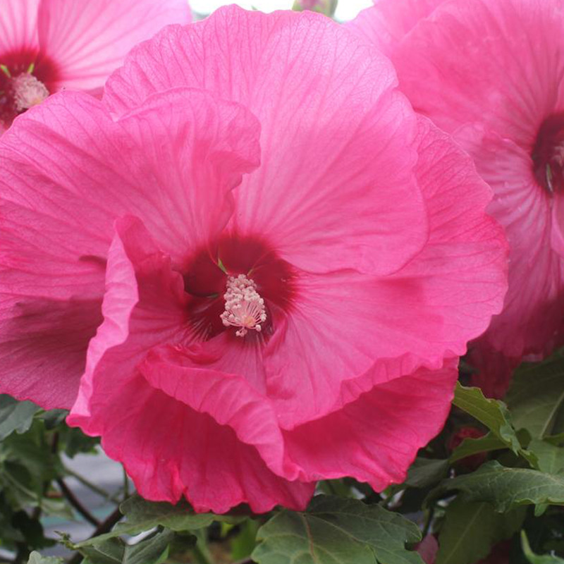 Native Rose Mallow | Plant Addicts