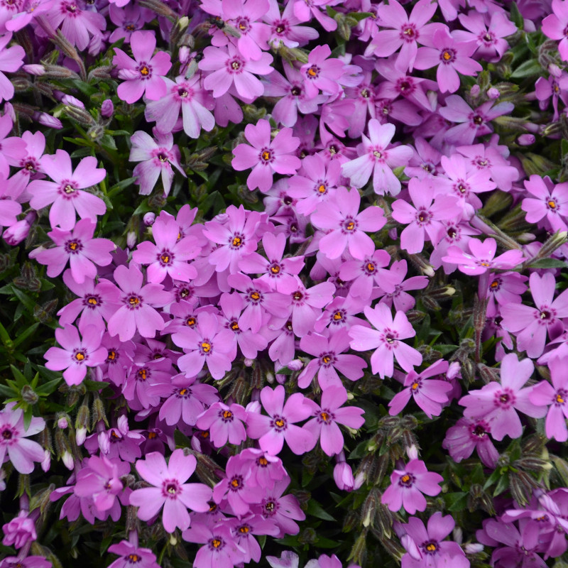 Spring Bling Ruby Riot Phlox | Plant Addicts