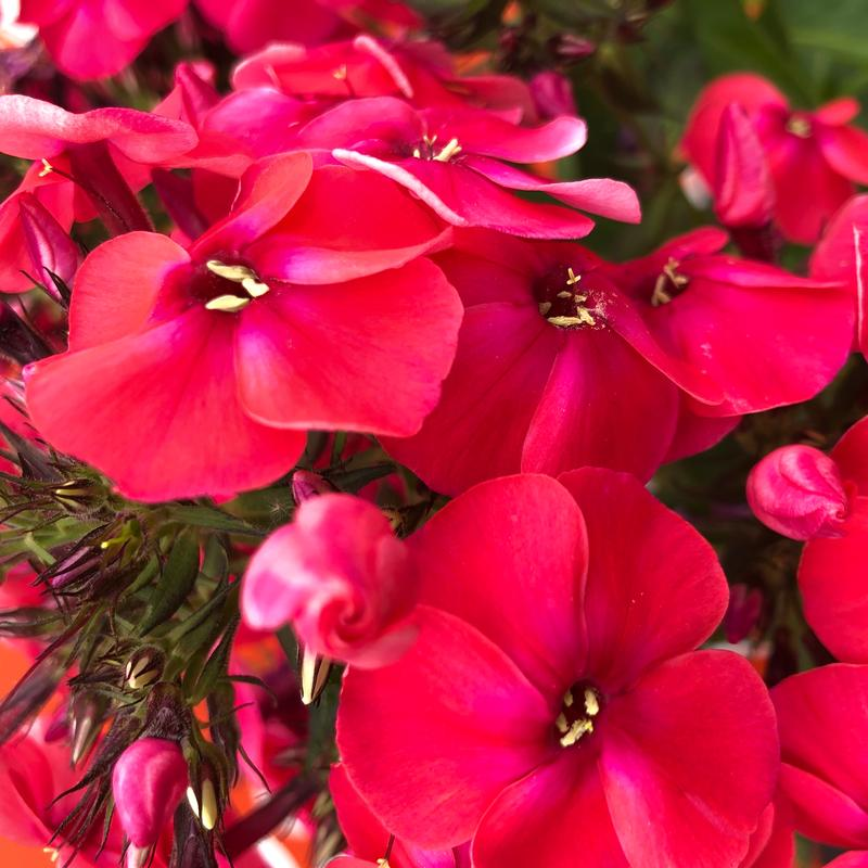 Volcano® Red Garden Phlox | Plant Addicts