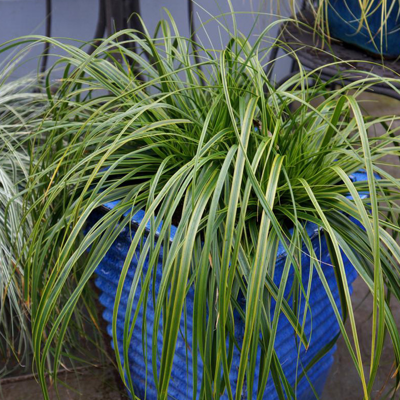 Evercolor Everillo Carex | PlantAddicts.com