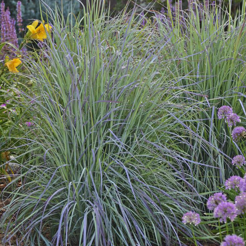 Bunny Blue™ Sedge Grass | Plant Addicts