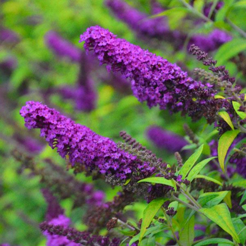 Pink Cascade Butterfly Bush | Plant Addicts