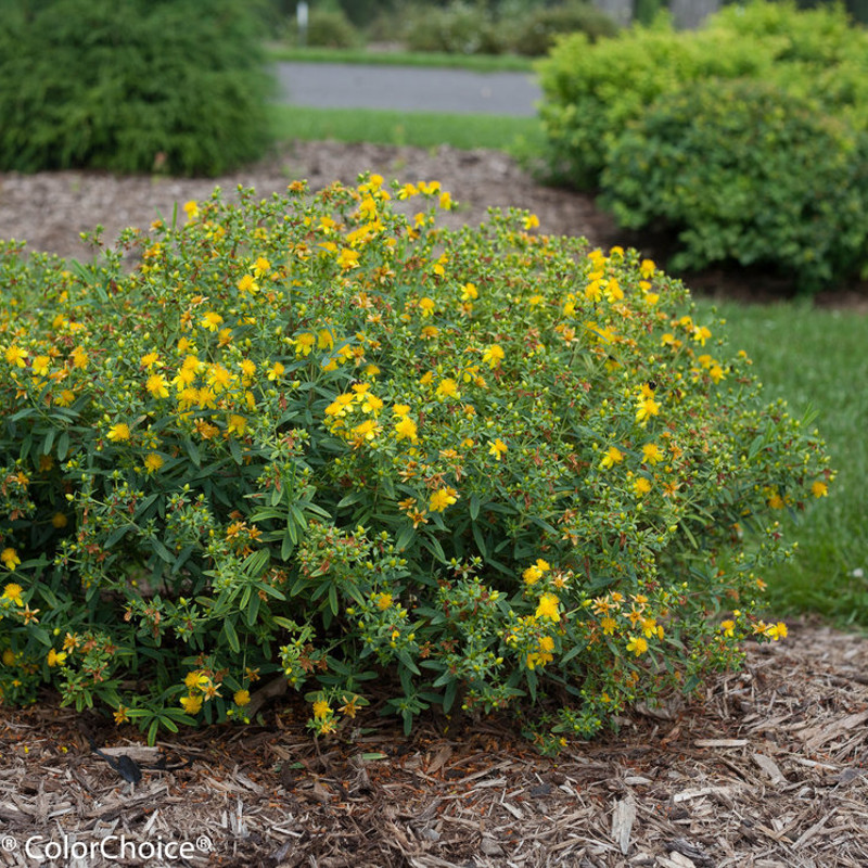 Happy Face® Yellow Potentilla | Plant Addicts