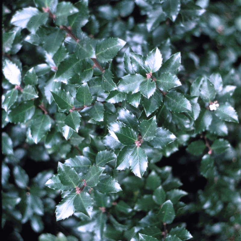 Winter Red Winterberry | Plant Addicts