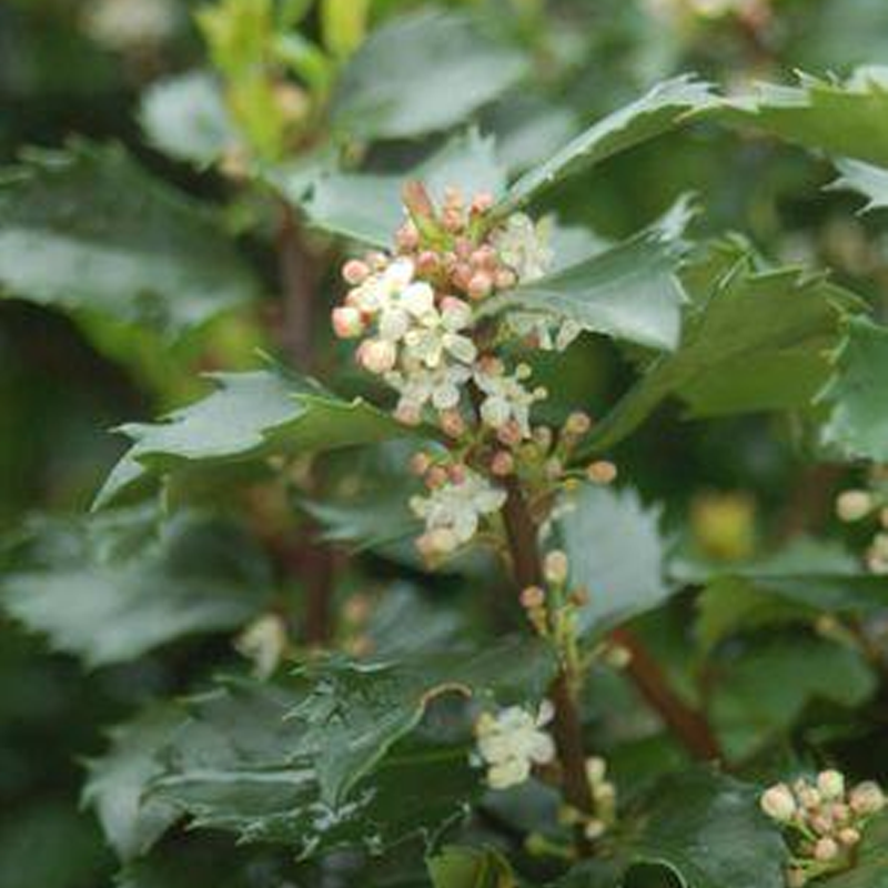 Castle Keep Blue Holly | Plant Addicts