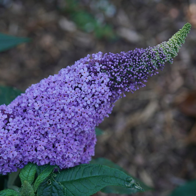 Miss Ruby Butterfly Bush | Plant Addicts
