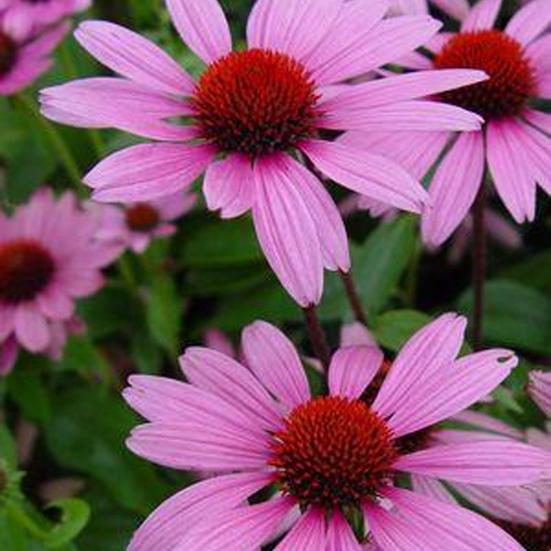 Ruby Giant Coneflower | Plant Addicts