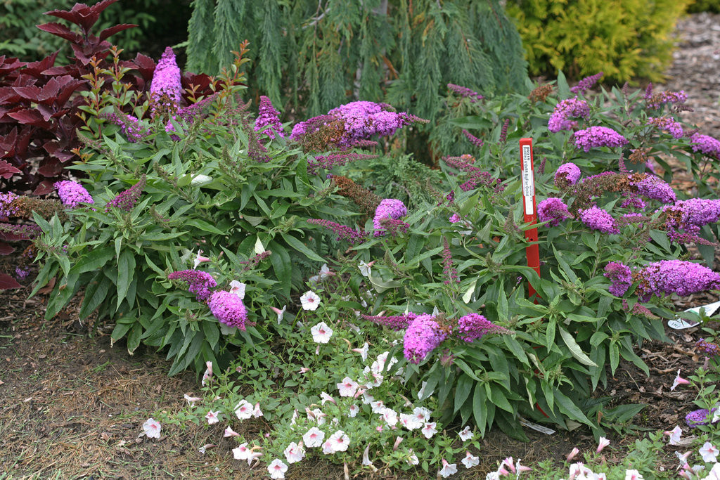 Pugster Periwinkle® Butterfly Bush | Plant Addicts