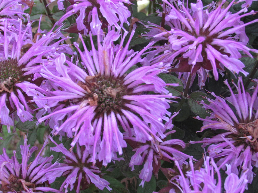 Sugar Buzz® Blue Moon Bee Balm | Plant Addicts