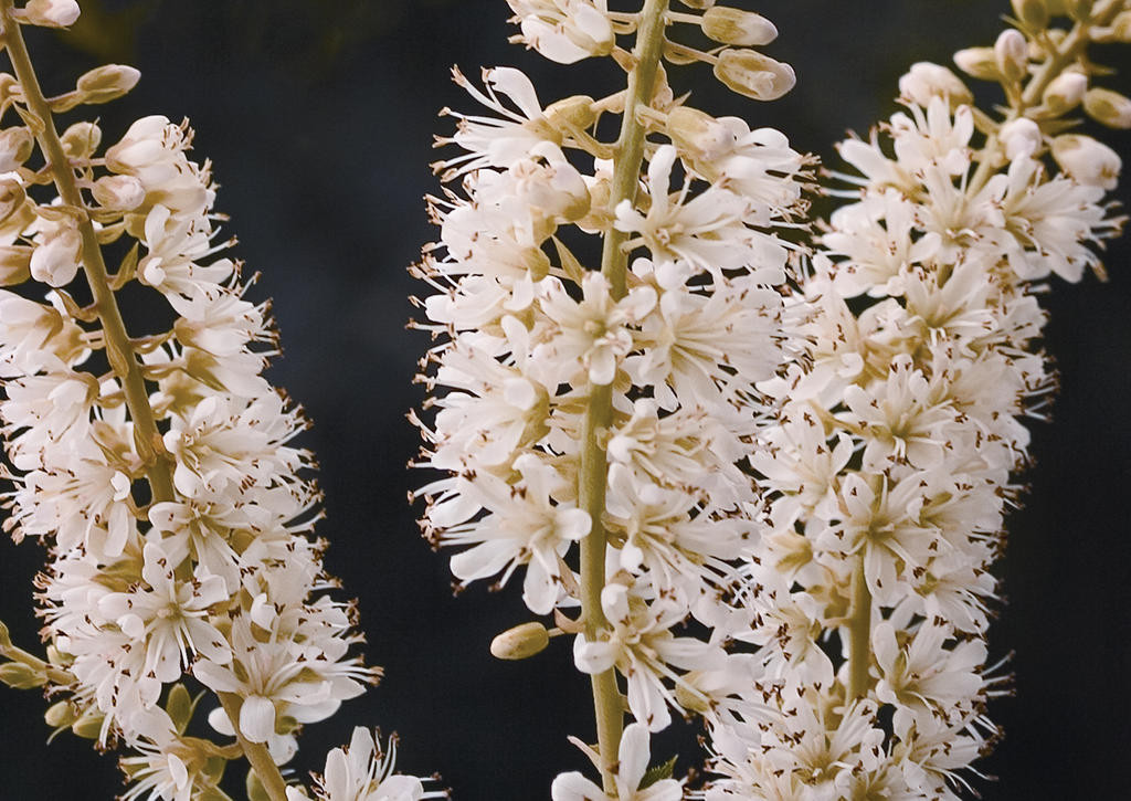 Vanilla Spice® Summersweet | Plant Addicts