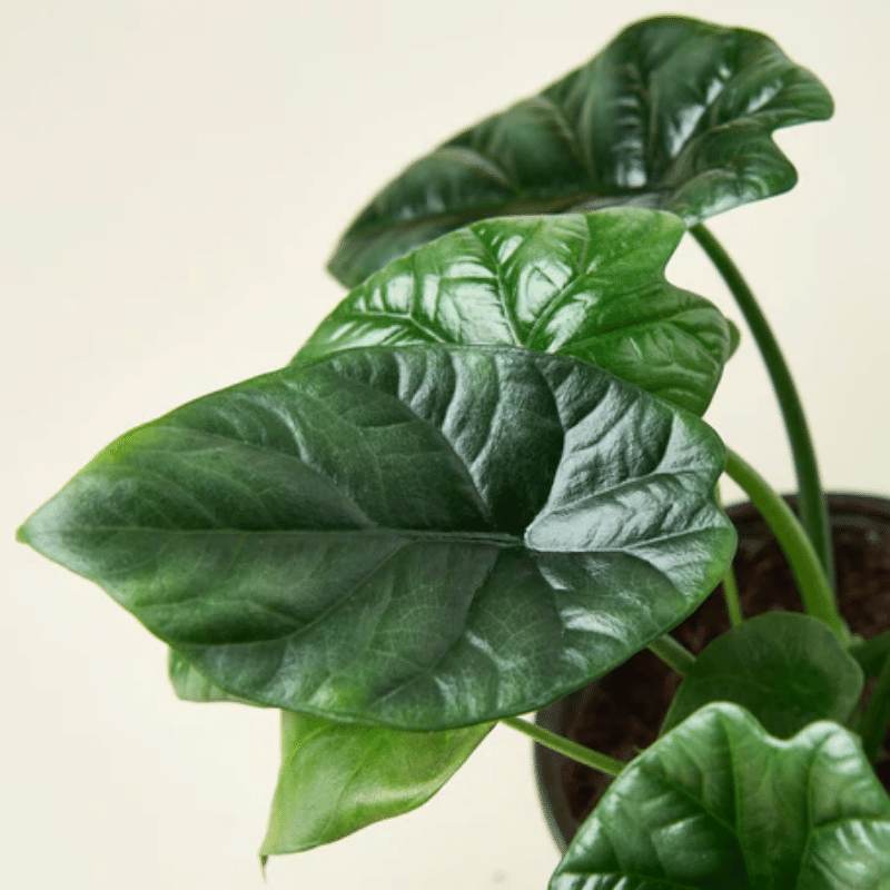 Ivory Coast Alocasia | Plant Addicts