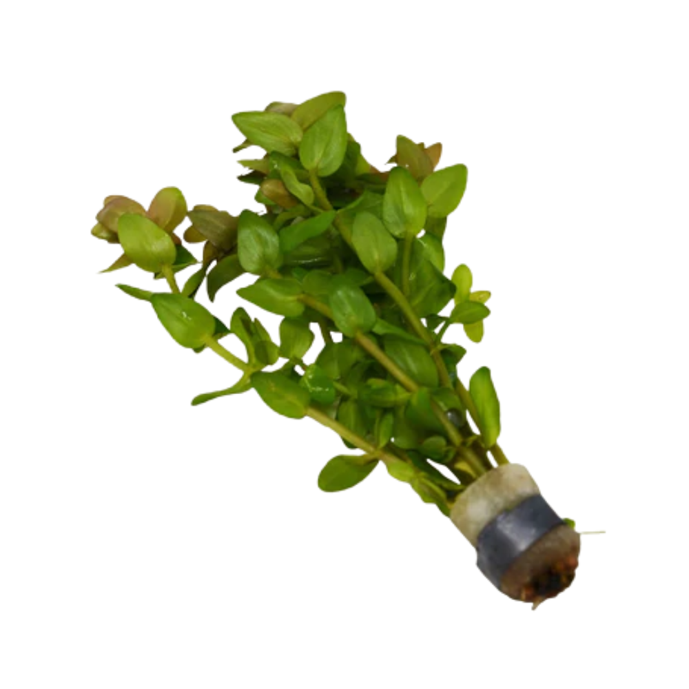 Bacopa Caroliniana Red | Plant Addicts