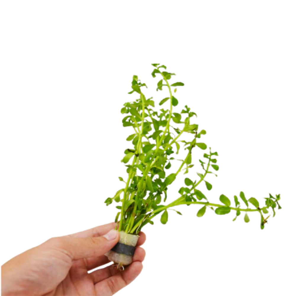 Bacopa Monnieri | Plant Addicts