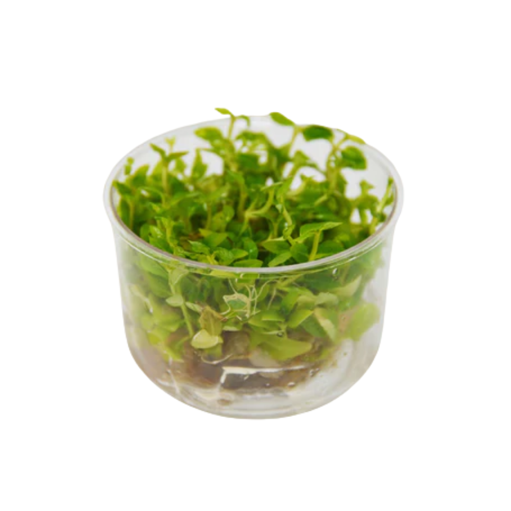 Staurogyne Repens | Plant Addicts