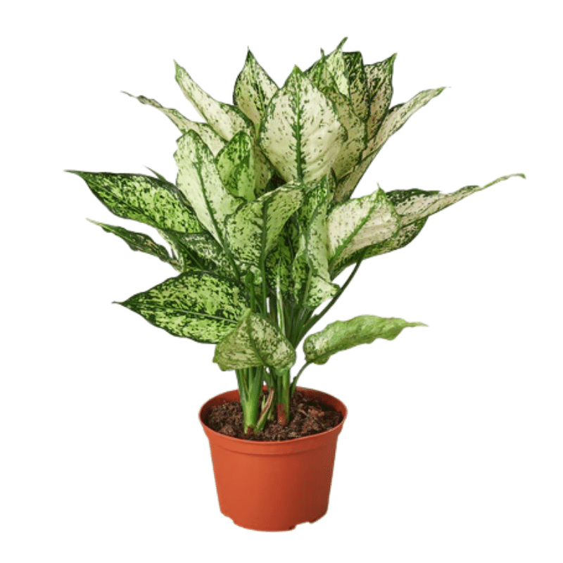 Red Siam Aglaonema | Plant Addicts