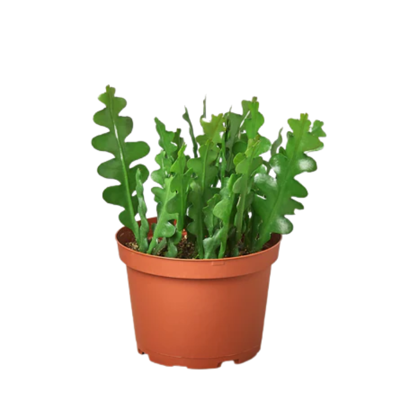 Ric Rac Cactus | Plant Addicts