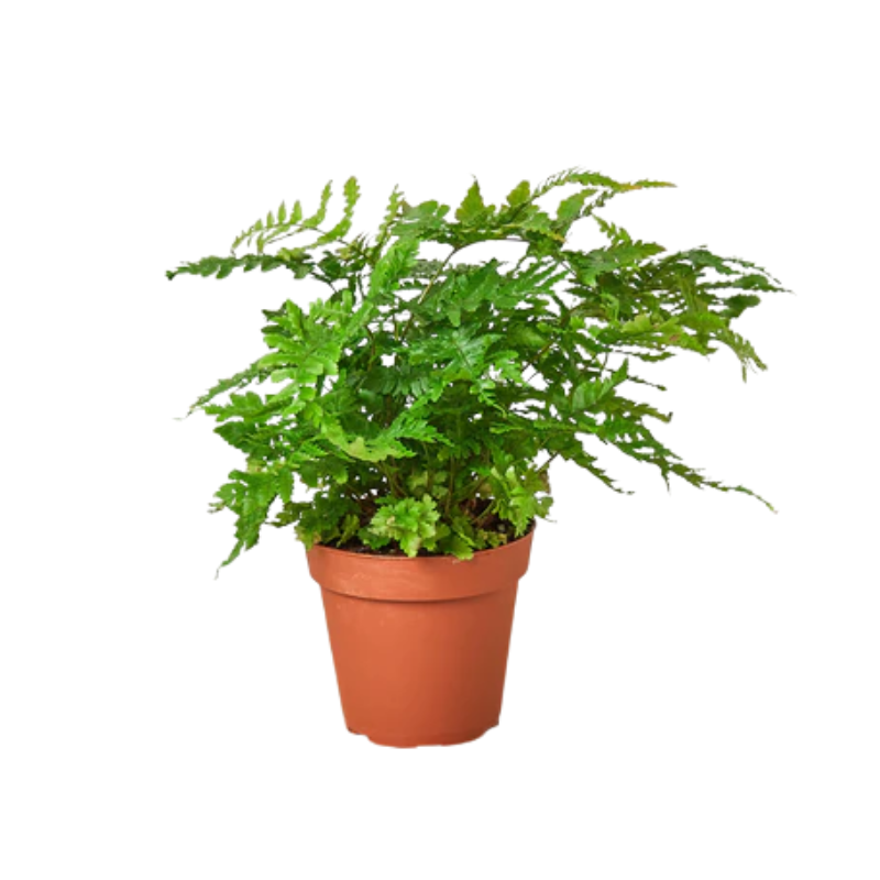 Austral Gem Fern | Plant Addicts