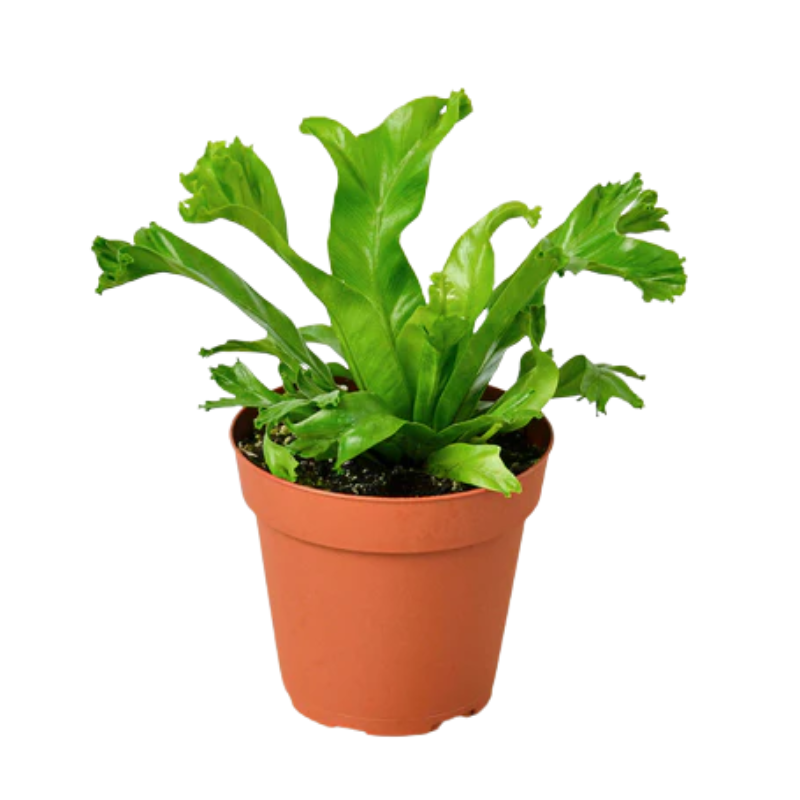 Austral Gem Fern | Plant Addicts