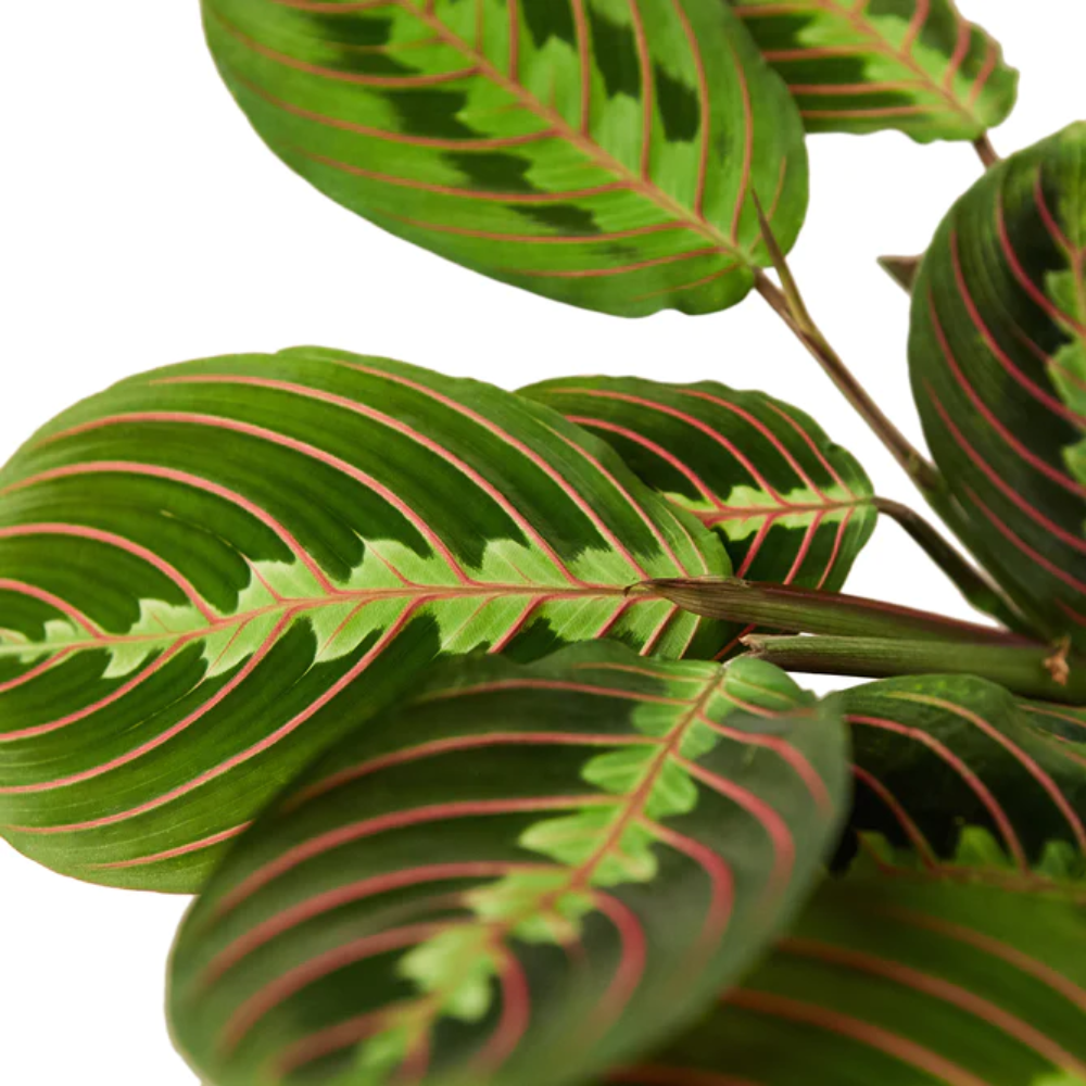 Red Prayer Plant | Plant Addicts