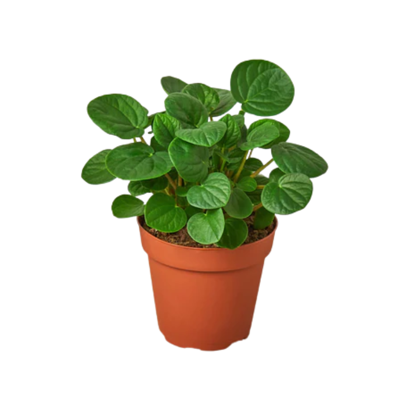 Rana Verde Peperomia | Plant Addicts