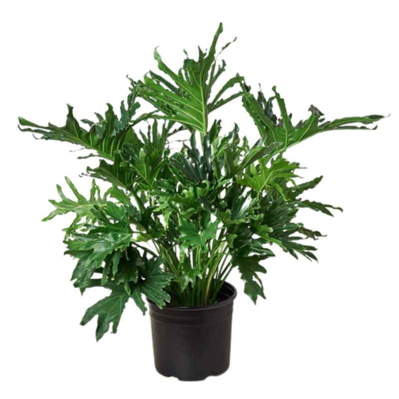 Lickety Split Philodendron | Plant Addicts