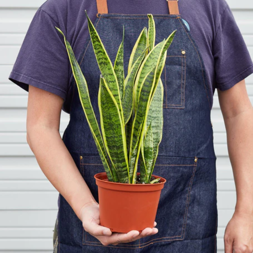 Laurentii Snake Plant | Plant Addicts