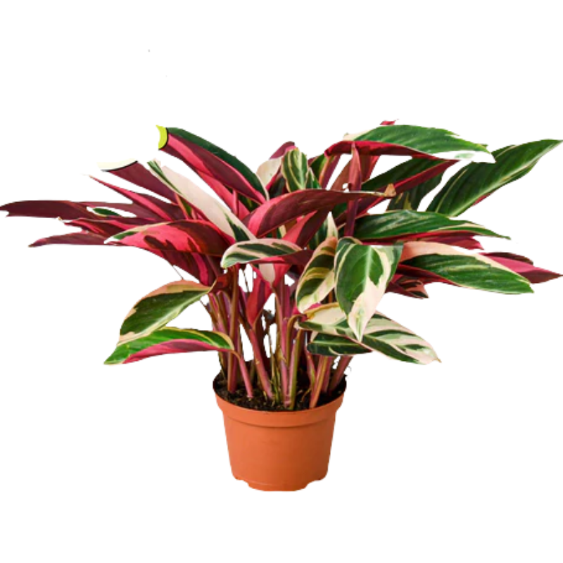 Stromanthe Triostar | Plant Addicts