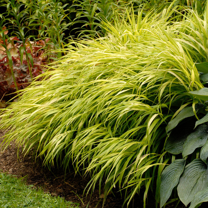 Lumen Gold Fountain Grass | Plant Addicts