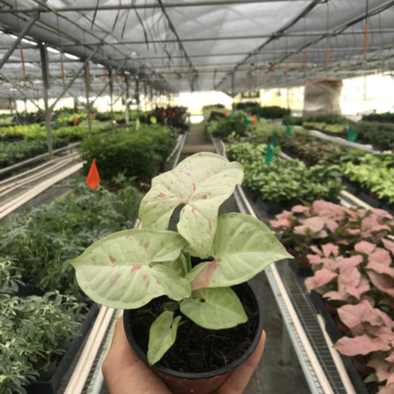Eva English Ivy | Plant Addicts