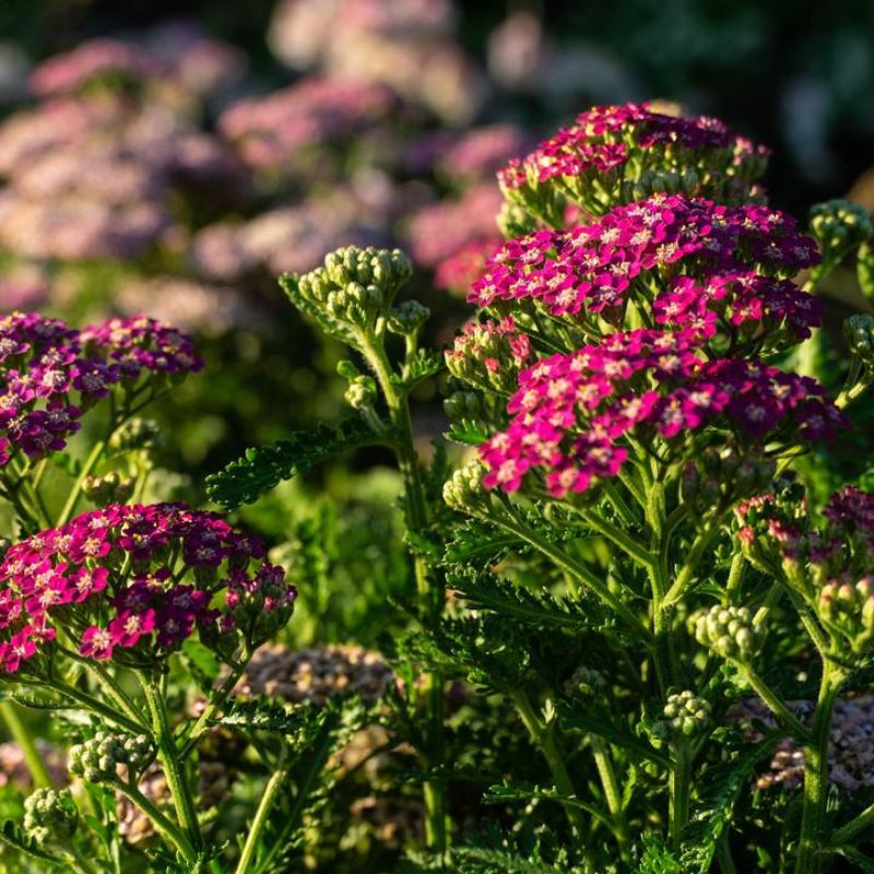 Milly Rock™ Rose Yarrow | Plant Addicts