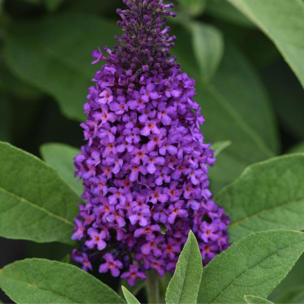Lo & Behold Ruby Chip® Butterfly Bush | Plant Addicts