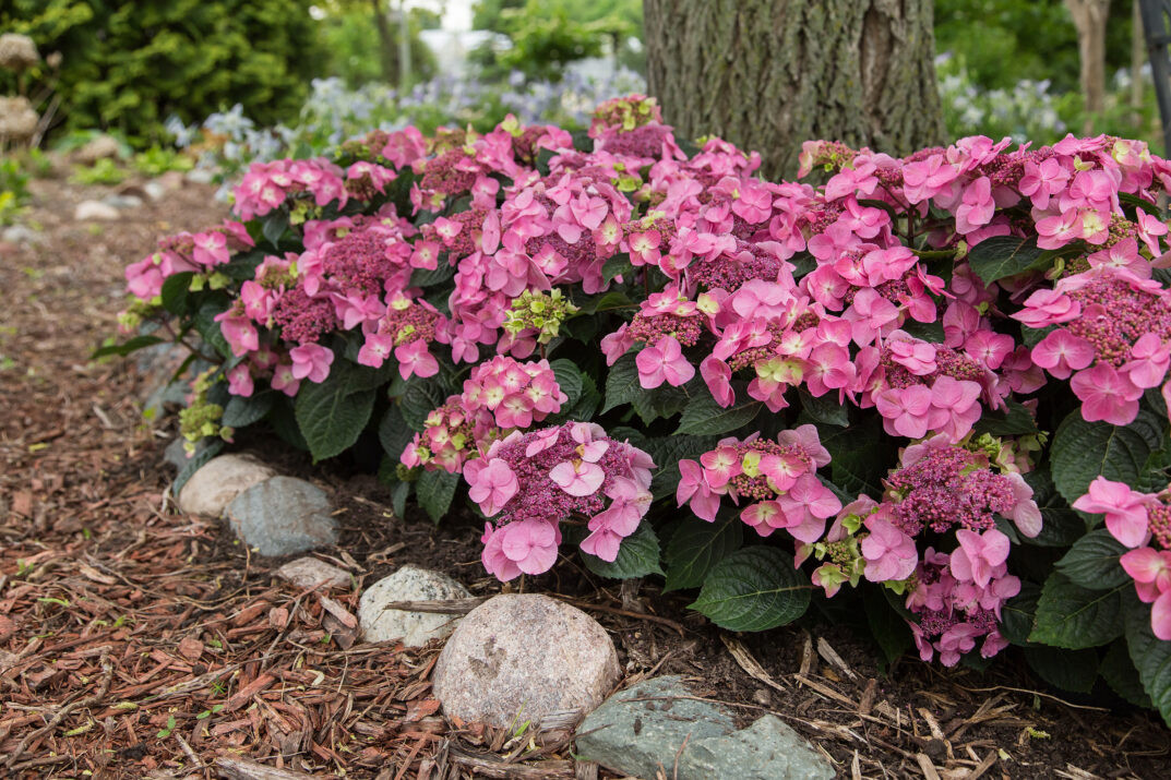 Endless Summer® Pop Starâ ¢ Hydrangea | Plant Addicts