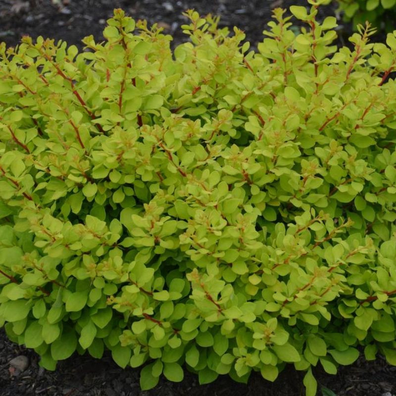 Compact Pfitzer Juniper | Plant Addicts