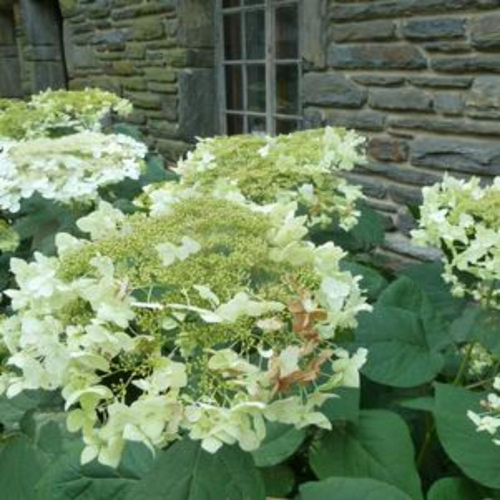 Haas' Halo Hydrangea | Plant Addicts