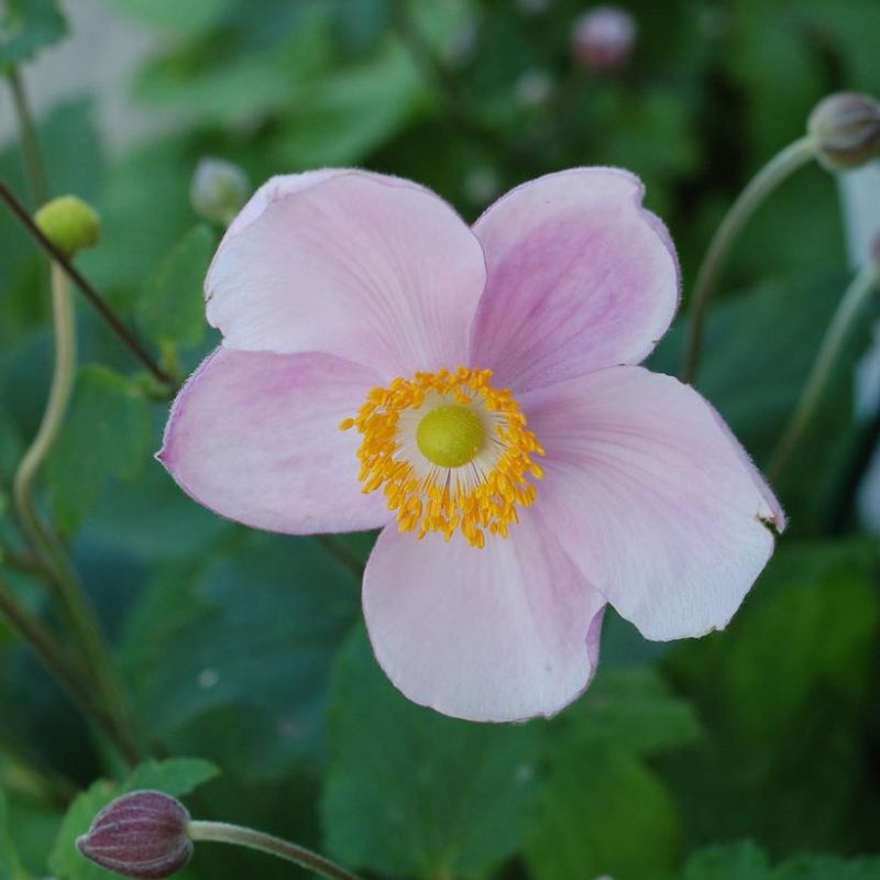 Fall in Love 'Sweetly' Japanese Anemone | Plant Addicts