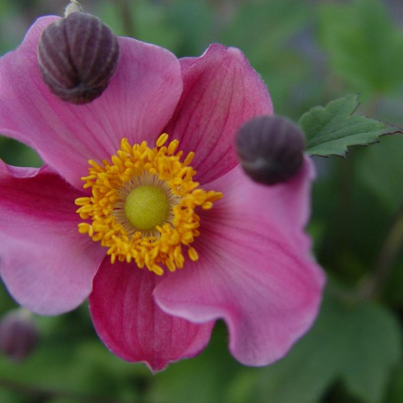 Canada Anemone Windflower | Plant Addicts