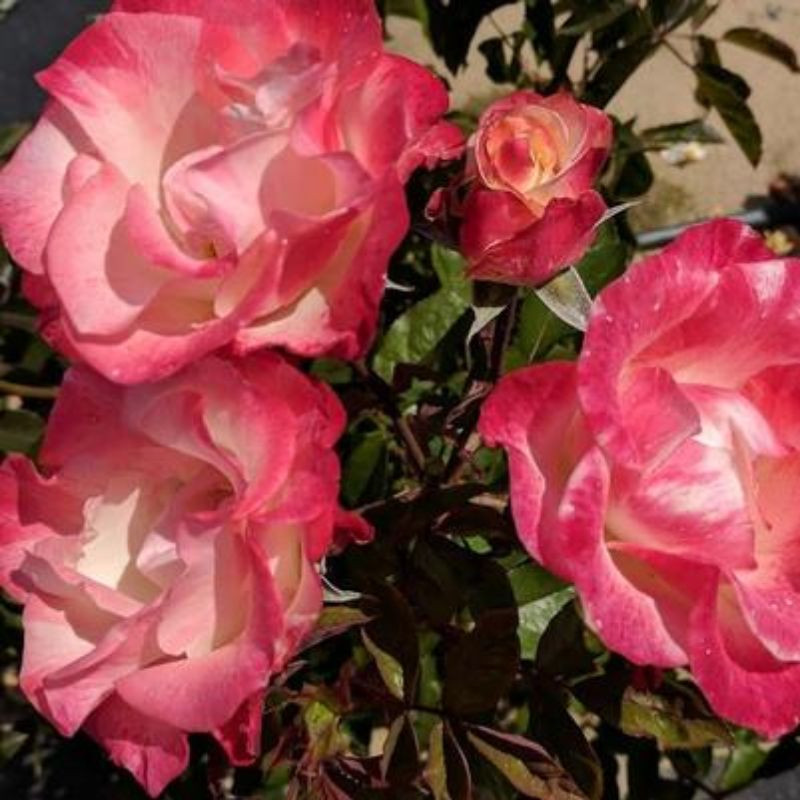 Color Cocktail Rose | Plant Addicts