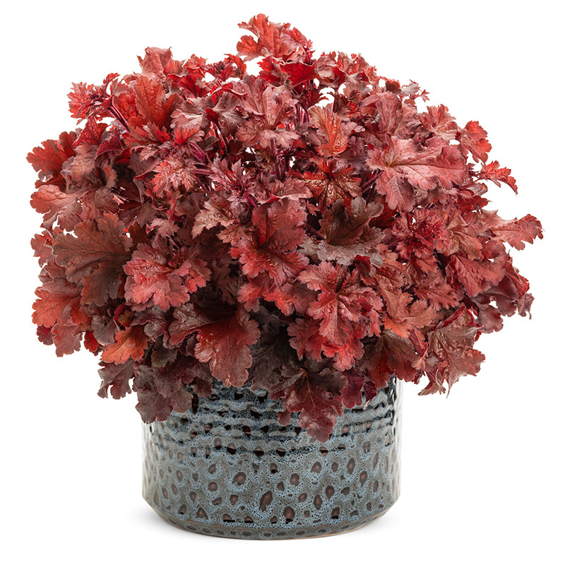 Obsidian Coral Bells | Plant Addicts