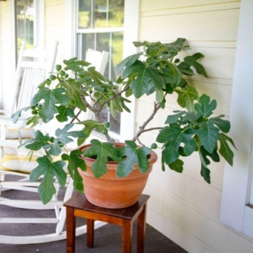 Fignomenal Fig Tree | Plant Addicts