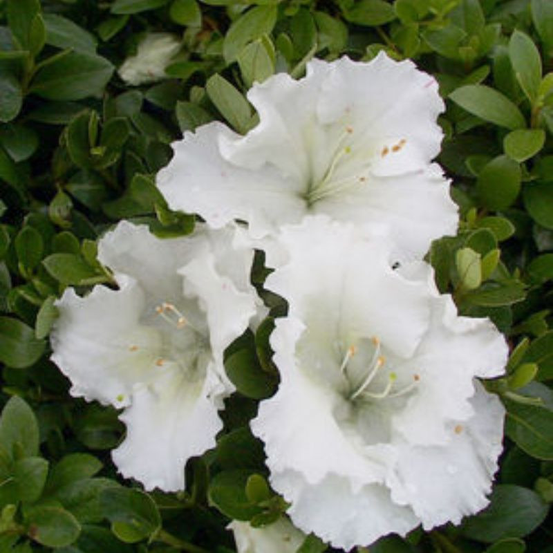 Girard's Pleasant White Evergreen Azalea | PlantAddicts.com