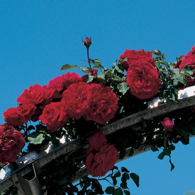Claire Austin English Climbing Rose | Plant Addicts