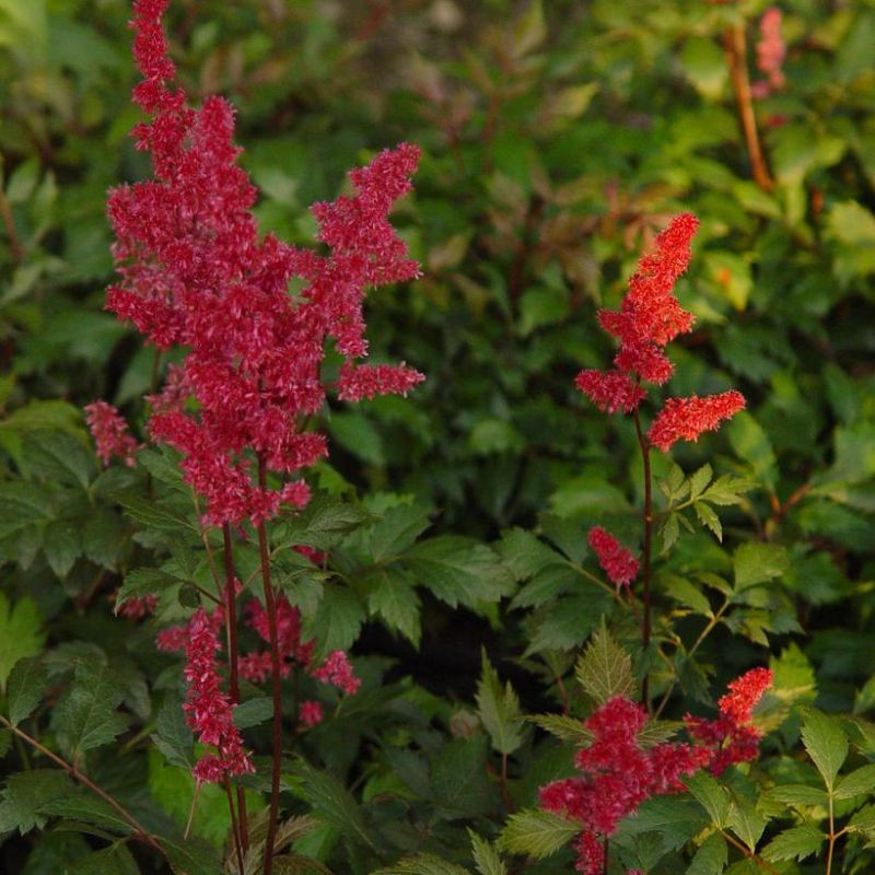 Vision in Red Astilbe | Plant Addicts